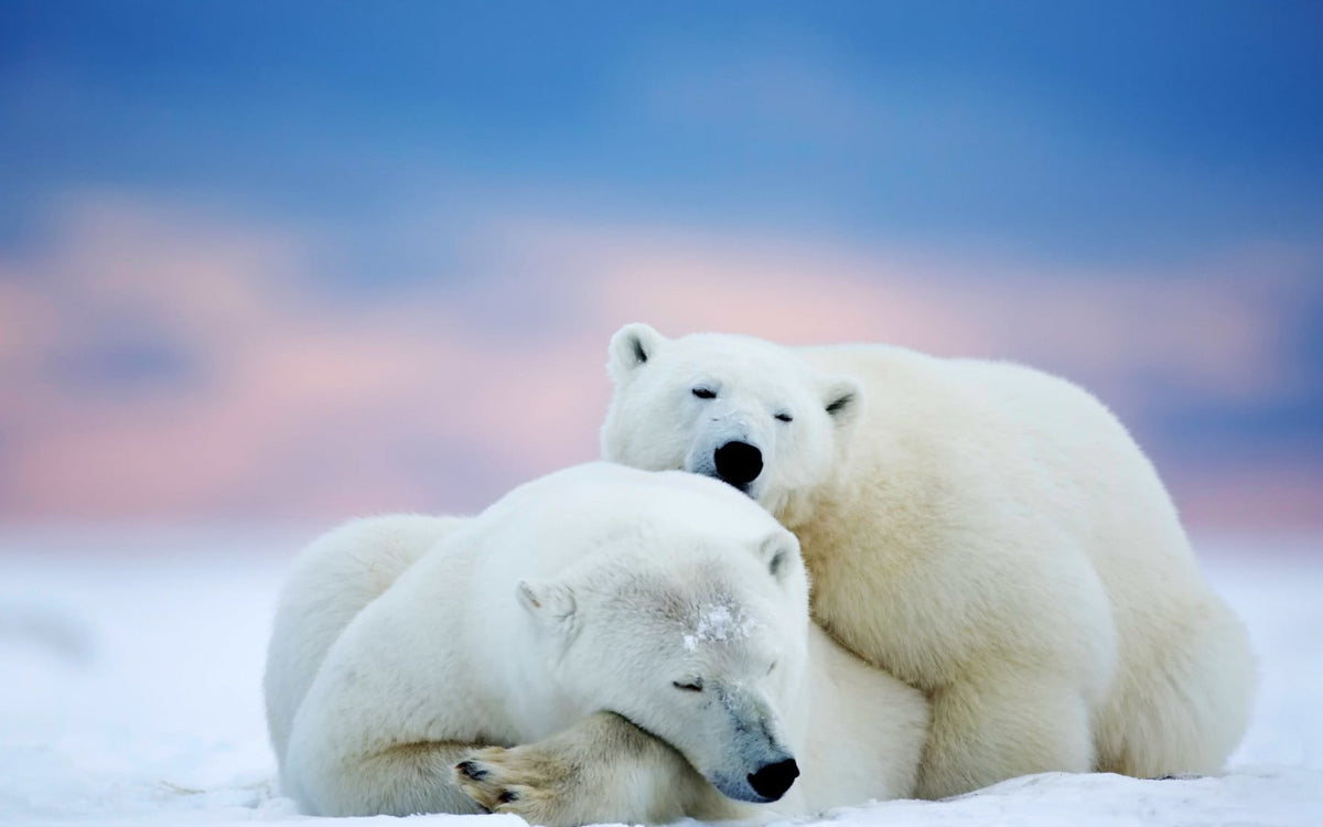 International Polar Bear Day – Ocean Sole