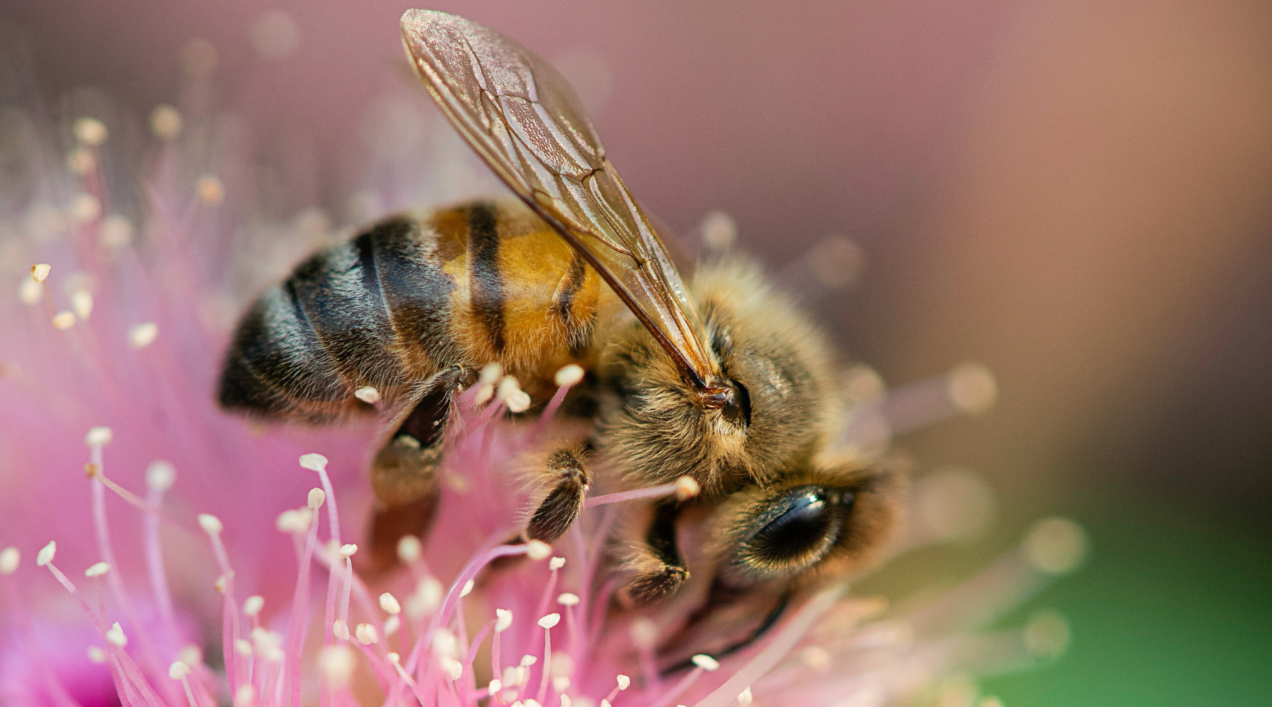 National Honey Bee Day- Ocean Sole