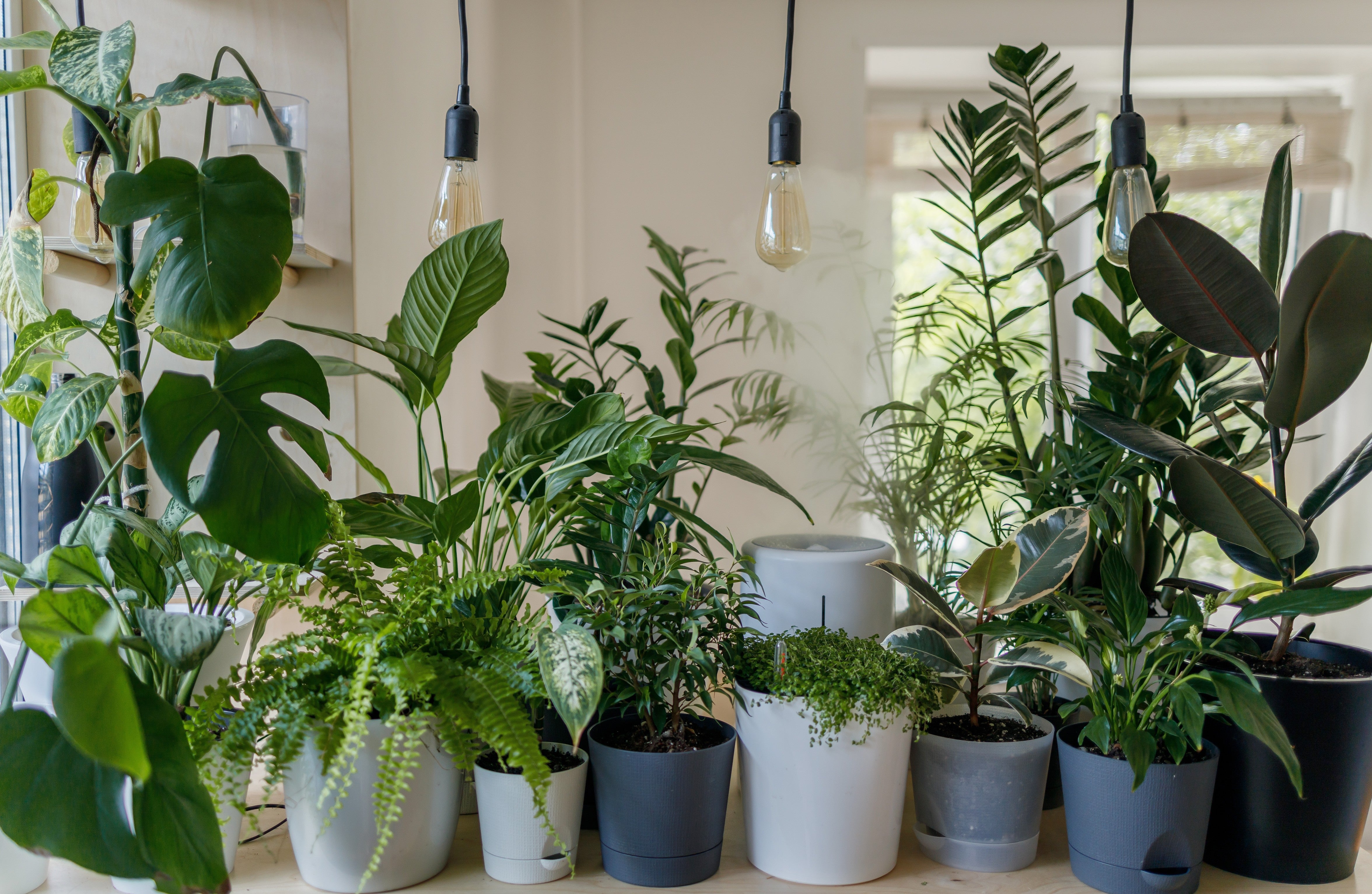 National Houseplant Appreciation Day – Ocean Sole